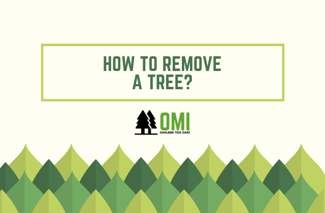 The Tree Removal Process - OMI Tree Care